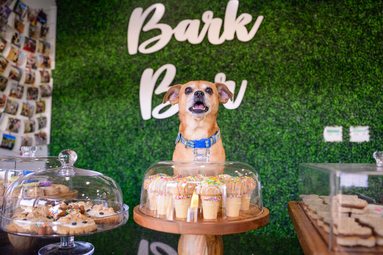 Aloha Paws Online Store